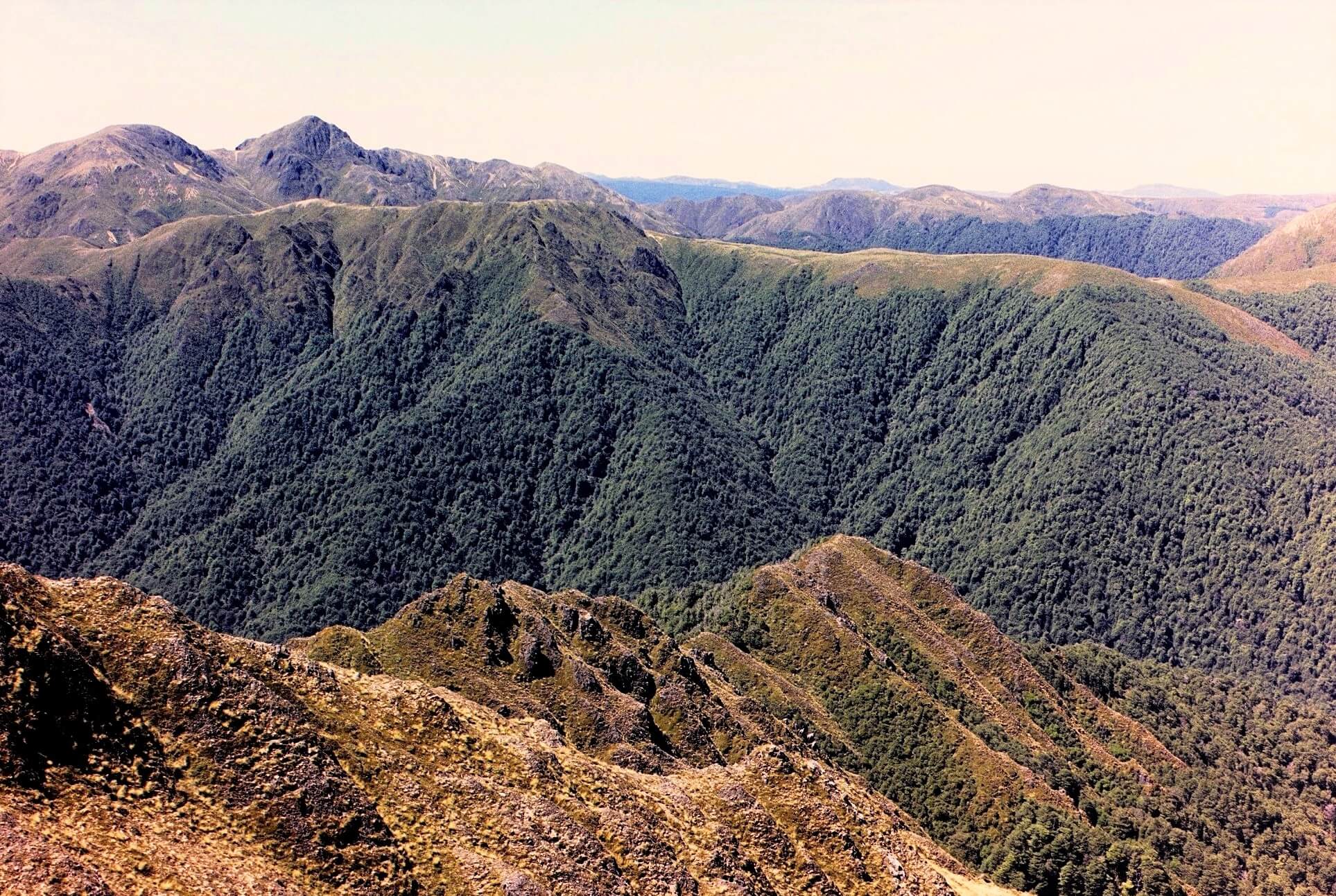 Kaimanawa - Heart of the North Island | Wilderlife