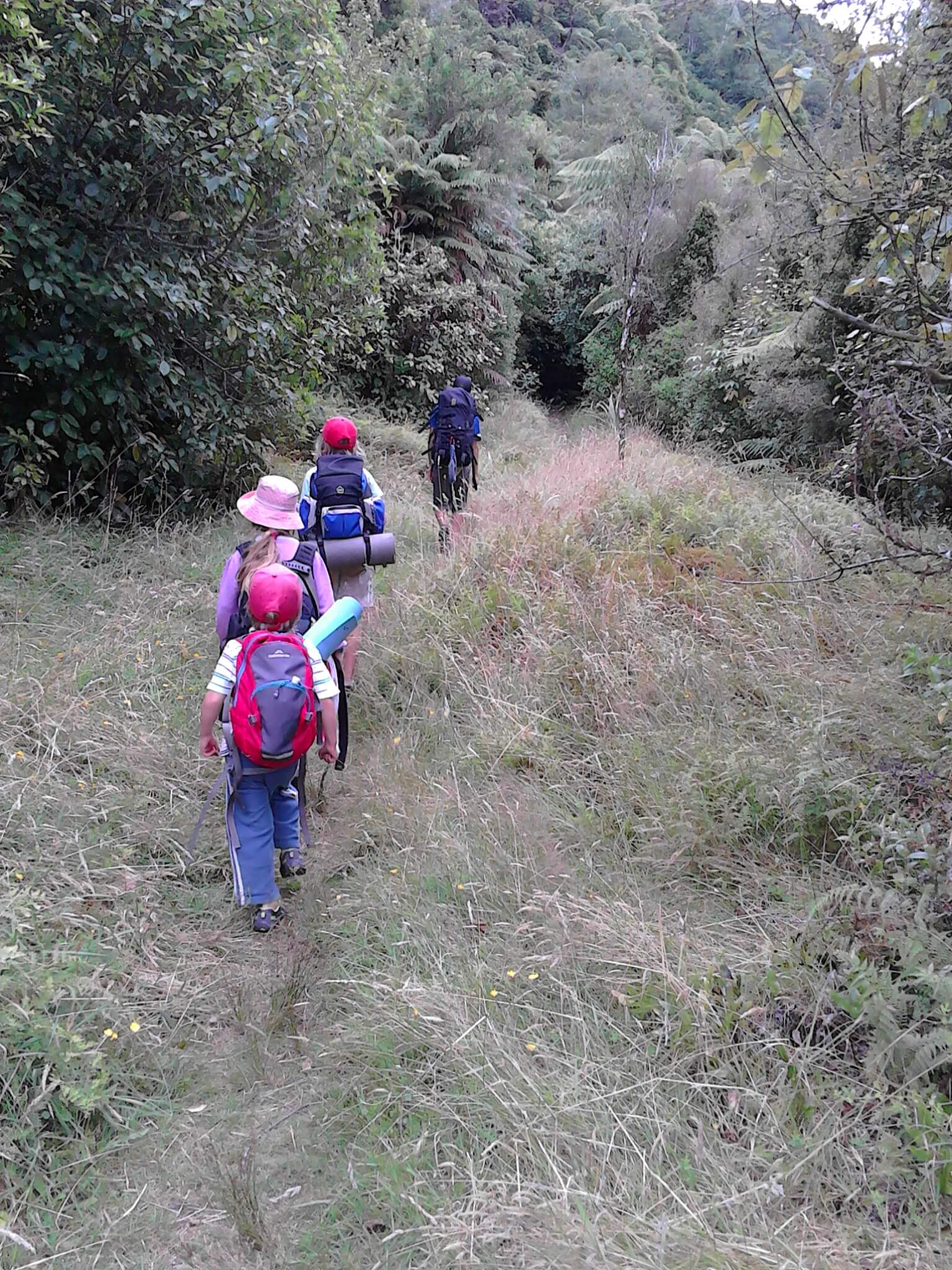 The Hill-Billy Brain | Wilderlife