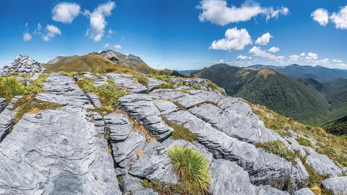 A Night Out on Mt Arthur | Wilderlife